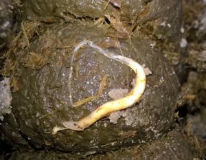 Oxyuris equi - Pfriemenschwänze - Anuswürmer - Kotlabor Schmid